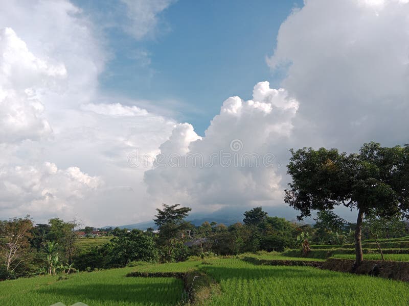 Rice Fields and Cloud View in Pandaan Stock Image - Image of rice ...