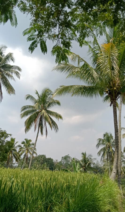 The Rice Fields and Coconut Trees Stock Image - Image of coconut, tree ...