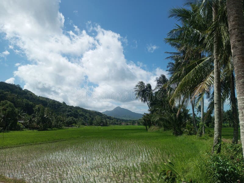 Rice Fields Combined with Mountains Village on Bawean Island Stock ...