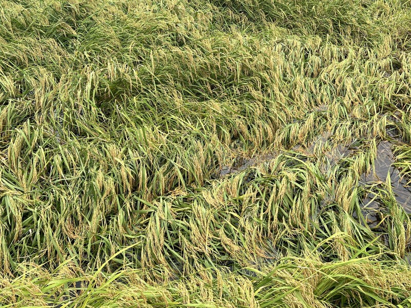 Rice Fields in Country Thailand. Agriculture Farming Stock Photo ...