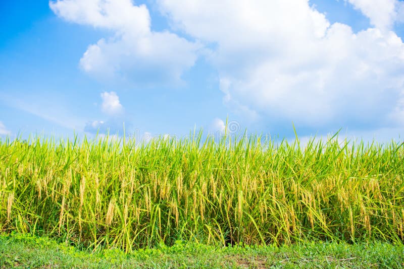 Rice fields in countryside stock photo. Image of grain - 84519228