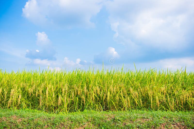 Rice fields in countryside stock image. Image of farm - 84978285