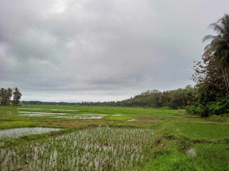Rice Fields in the Countryside are Green after the Rain Stock Image ...