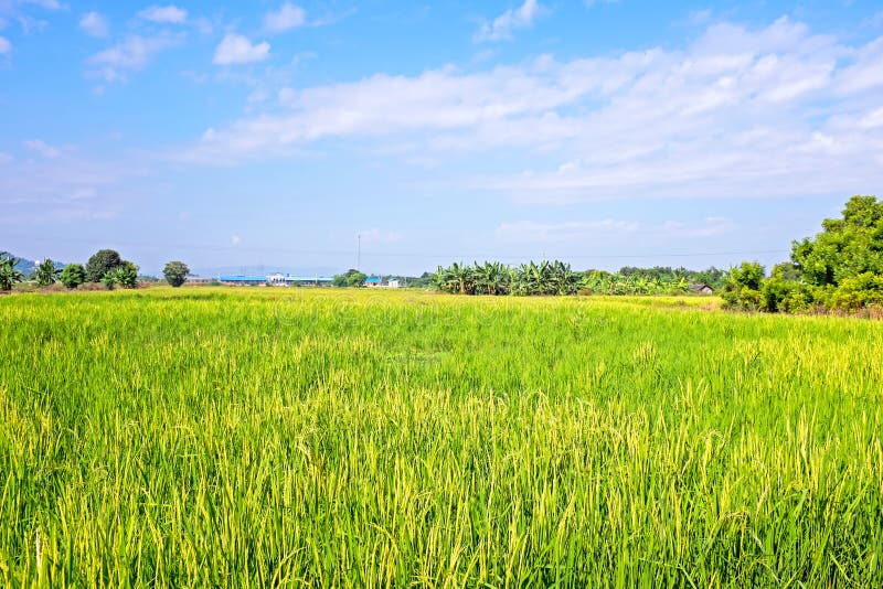 Rice Fields in the Countryside from Myanmar Stock Photo - Image of ...