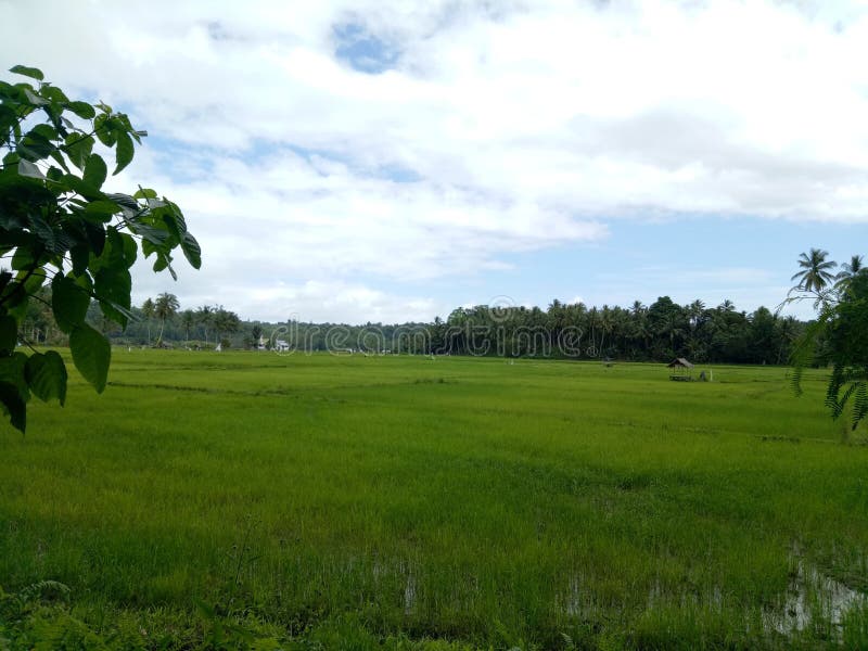 Nature& X27;s Simple yet Mesmerizing Beauty Stock Photo - Image of ...