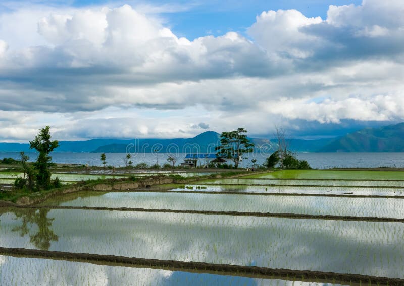 Rice Fields Covered with Water and Reflections of Clouds. Stock Image ...