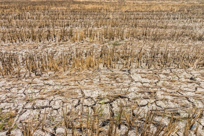 Rice Fields with Cracks in Dry Earth during the Long Drought Stock ...