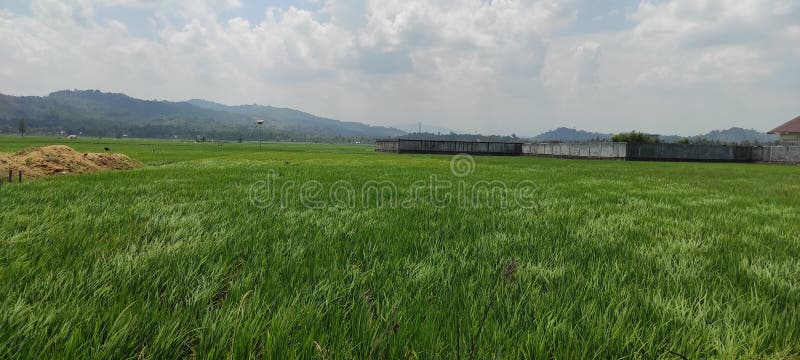 Rice Fields are Cultivated and Irrigated Land for Rice Planting Stock ...