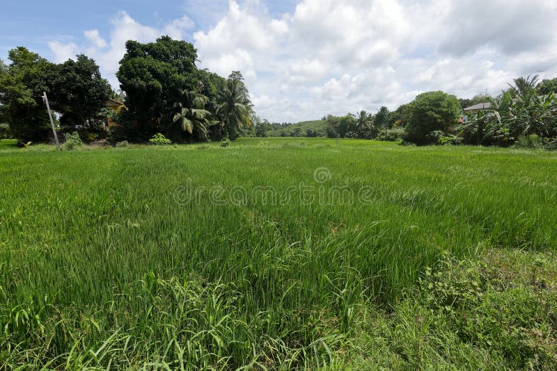 Rice Fields and Rice Cultivation in Sri Lanka Stock Photo - Image of ...