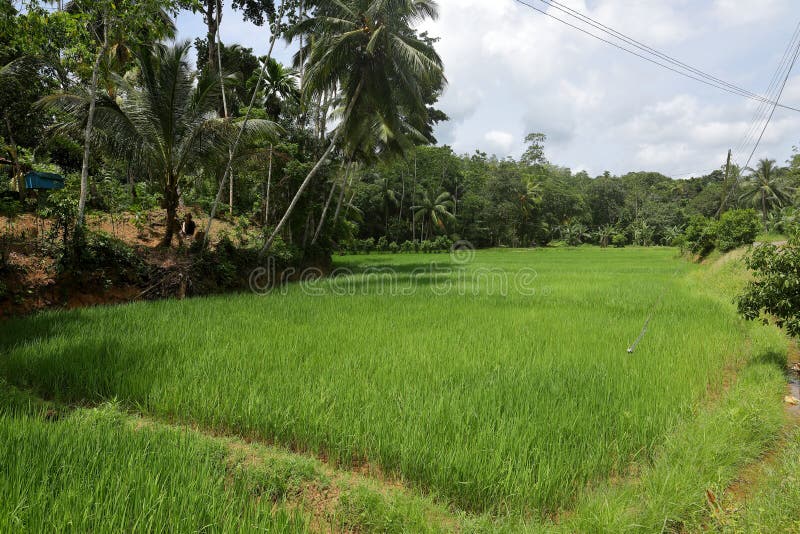 Rice Fields and Rice Cultivation in Sri Lanka Stock Photo - Image of ...