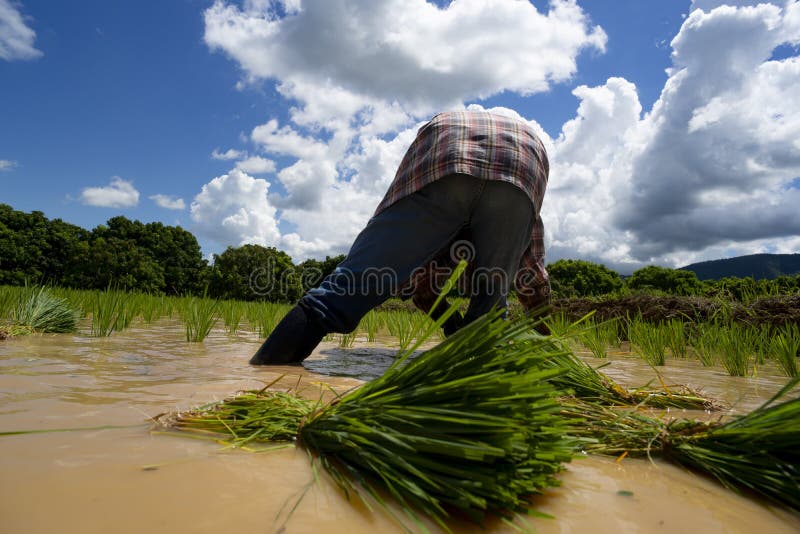 Traditional Cultivation Tools of Khasi Tribals Editorial Image - Image ...