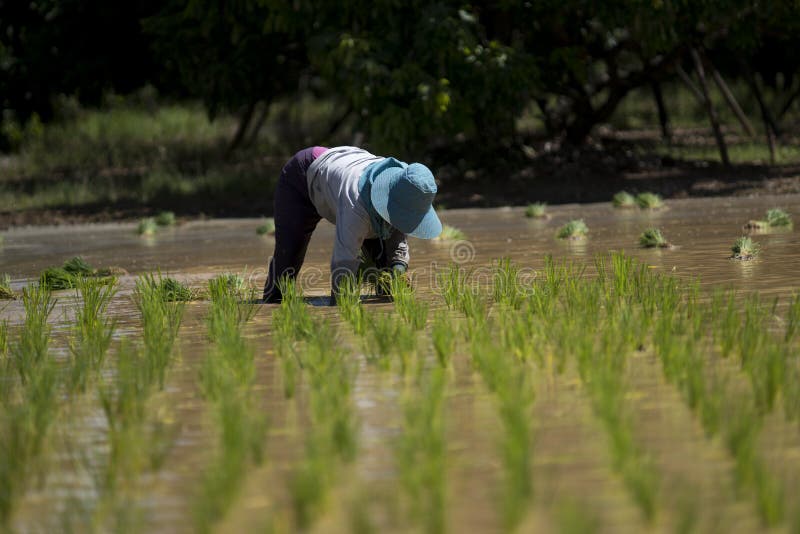 Rice Fields Rice Cultivation of Thai Farmers Traditional Style ...