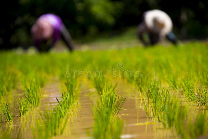 Rice Fields Rice Cultivation of Thai Farmers Traditional Style ...