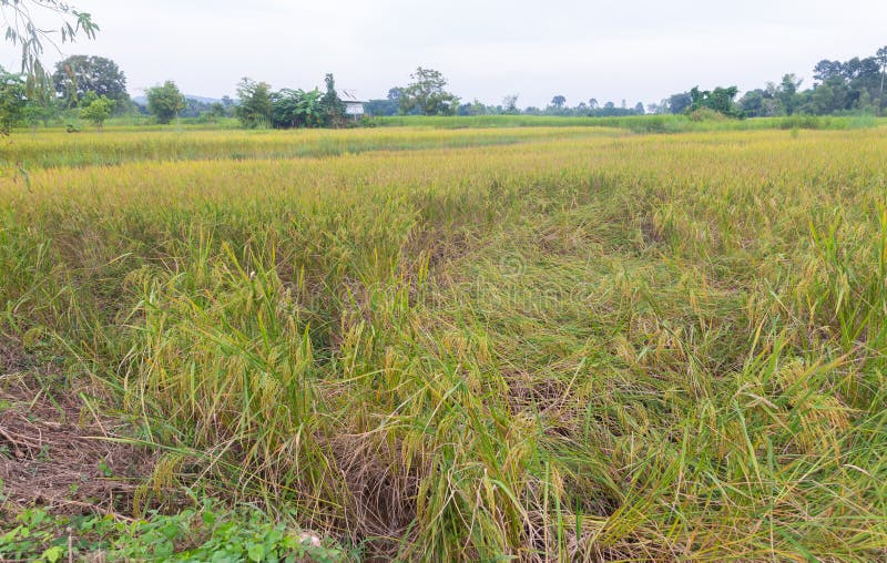 335 Damaged Rice Field Photos - Free & Royalty-Free Stock Photos from ...