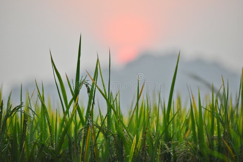 Rice fields at dawn stock image. Image of rice, ricefield - 90483941