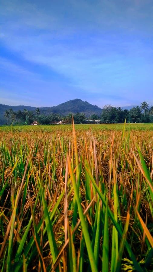 Rice Fields in the Daytime and Mountain Scenery. Stock Photo - Image of ...