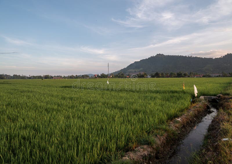 Rice Fields and Ditches that Function To Channel Water To the Rice ...