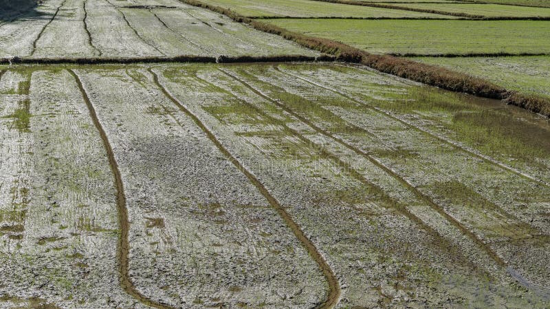 The Rice Fields are Divided into Rectangular Sections. Stock Image ...