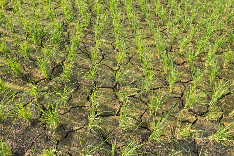 Rice fields with drought stock photo. Image of fields - 58687778