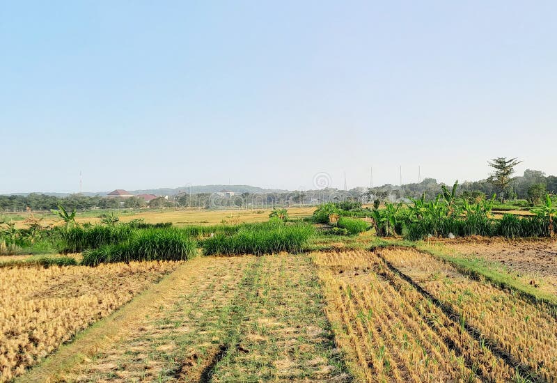 Rice Fields in the Dry City Stock Image - Image of dazzled, rice: 288251695