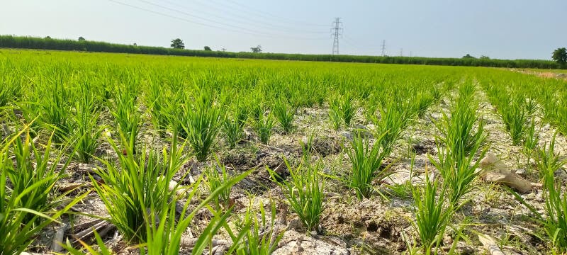 Rice Fields are Dry Due To Weather Anomalies Stock Image - Image of ...