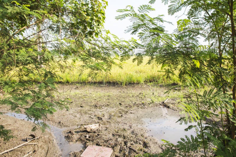 Rice Fields with Dry Swamps in Summer Stock Photo - Image of plowed ...