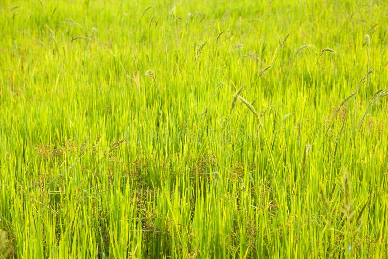 Rice fields stock image. Image of farmland, nature, growth - 56366189