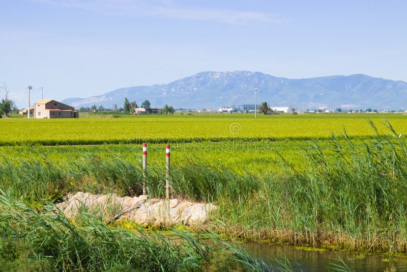 Rice fields in Ebro Delta stock photo. Image of grain - 54282002