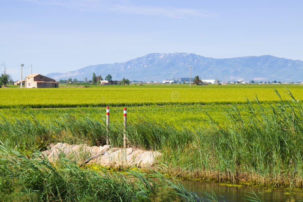 Rice fields in Ebro Delta stock photo. Image of grain - 54282002