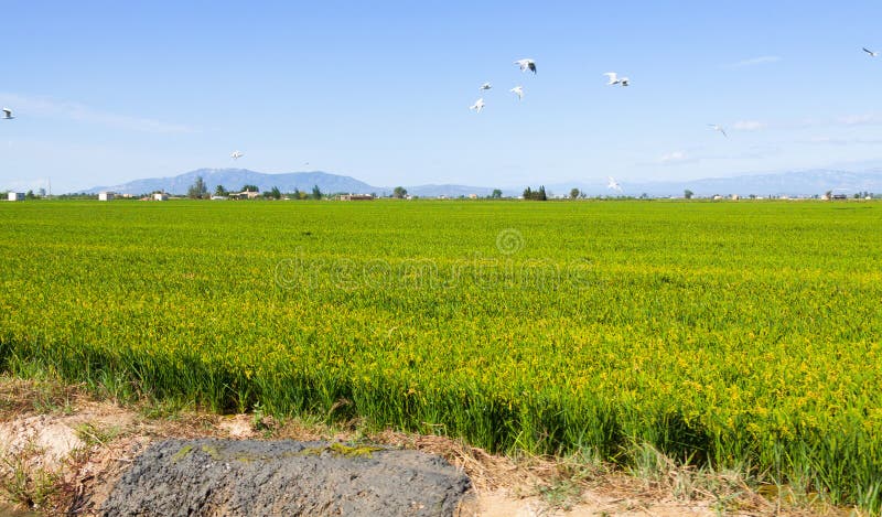 Rice fields in Ebro Delta stock image. Image of field - 43918573