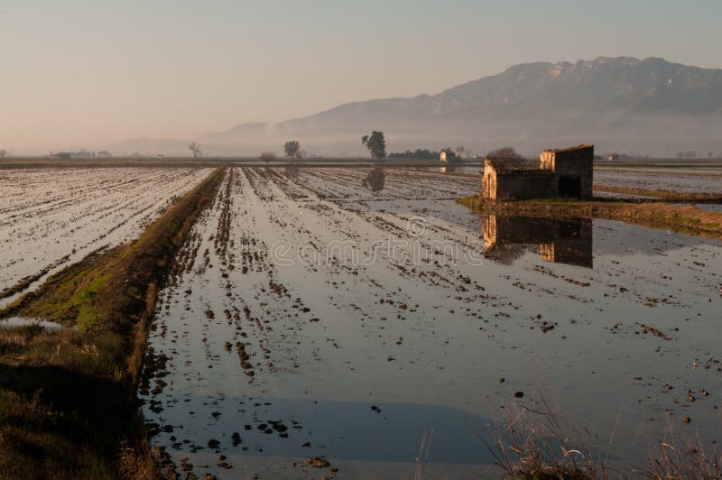 Rice Fields in the Ebro Delta Stock Photo - Image of scenery, landscape ...