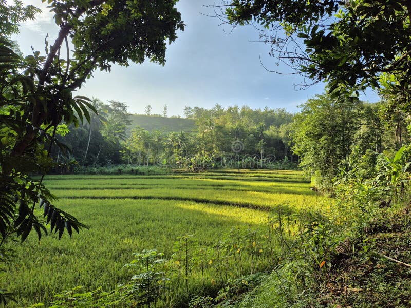 Rice Fields on the Edge of the Forest Surrounded by Lush Trees Stock ...