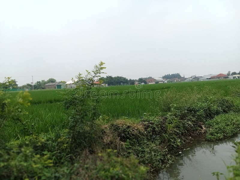 Rice Fields on the Edge of People& X27;s Houses? Stock Image - Image of ...