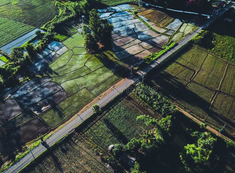 Rice Fields in the Evening after the Rain Stock Photo - Image of land ...