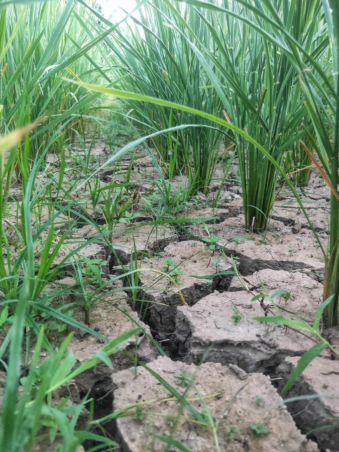 Rice Fields Experienced Drought and Crop Failure Stock Image - Image of ...