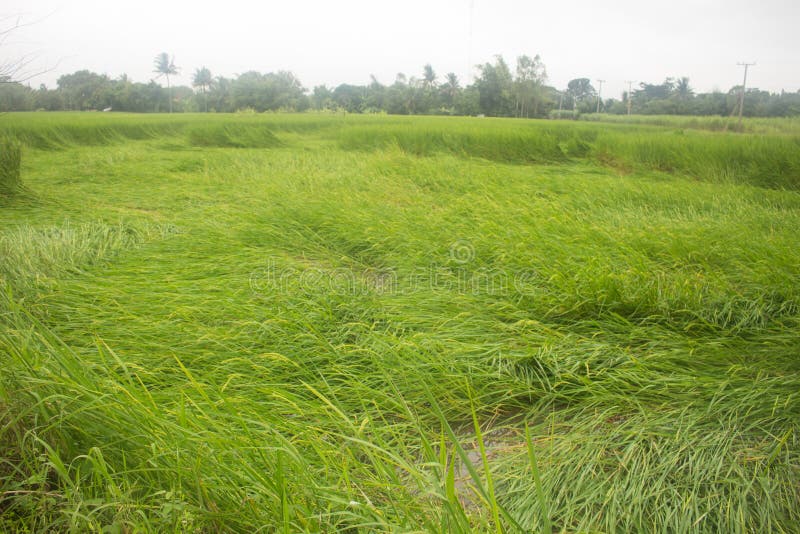 Rice Fields Falling Down after the Storm Stock Image - Image of ...