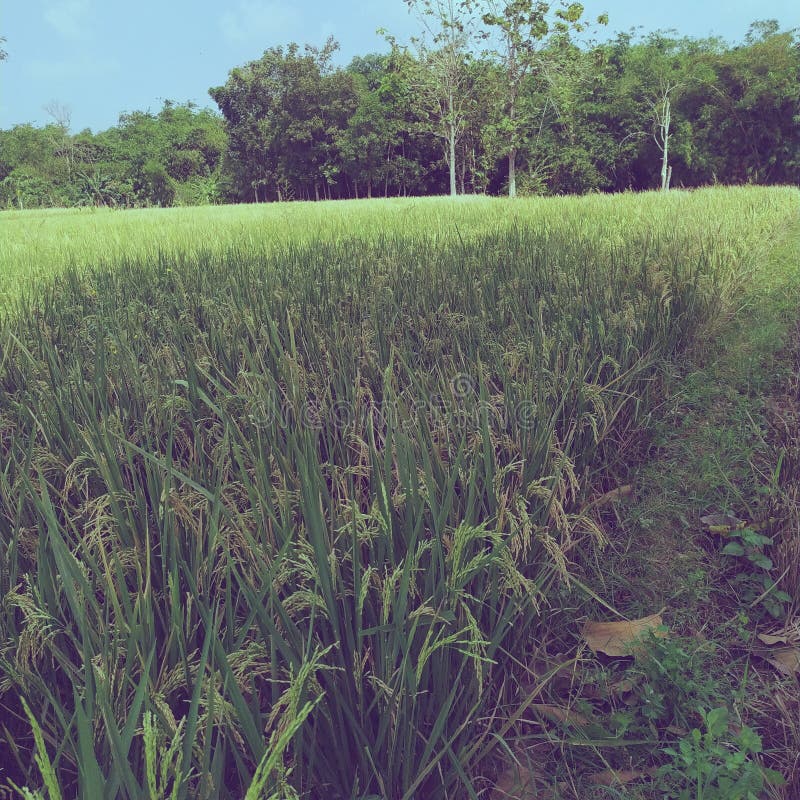 Rice Fields , Farm Fresh , Farm Agriculture Stock Photo - Image of ...