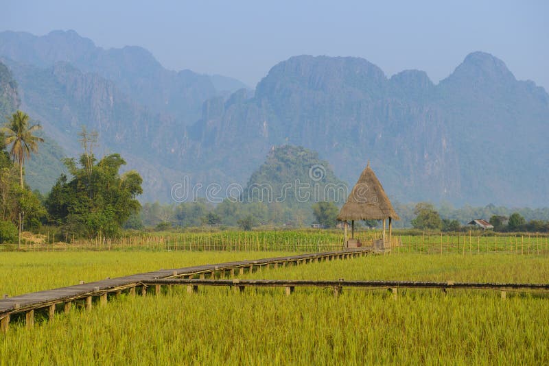 Rice fields farm at Laos stock photo. Image of laos, mountain - 67470138