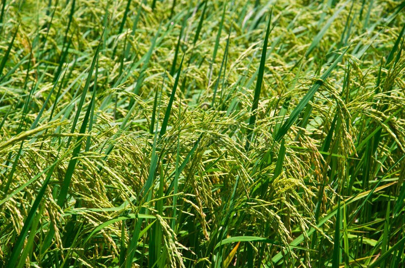 Rice Fields, Farm Plots, in Thailand Stock Image - Image of outside ...