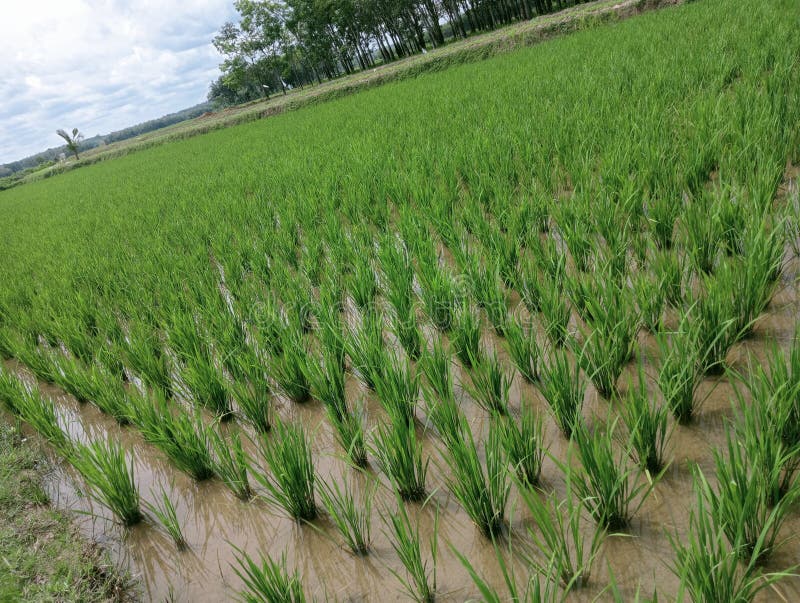 Rice Fields of Farmers in the Village Stock Image - Image of farmers ...