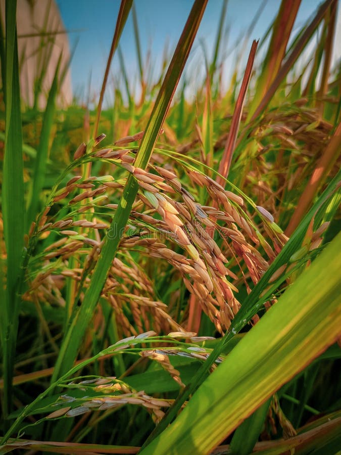 Rice Fields, Rice Farming Golden Rice S Stock Photo - Image of rice ...