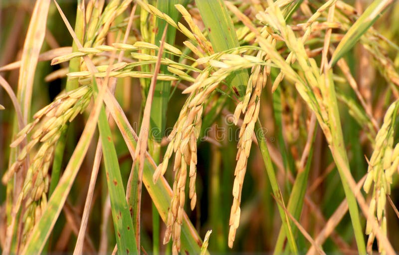 Rice fields stock photo. Image of natural, organic, healthy - 66714064