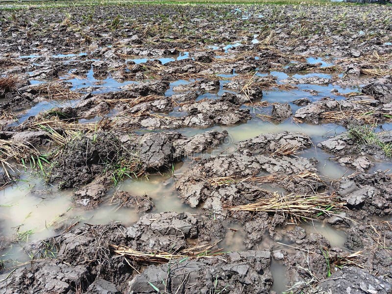 Rice Fields after the First Stage of Plowing Process Stock Photo ...