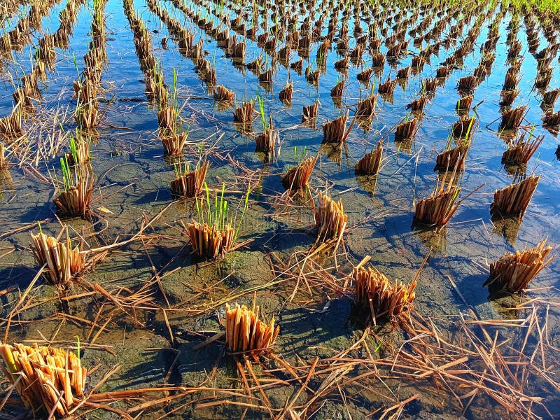 Rice Fields Flooded after Rain Stock Photo - Image of farmland, soil ...