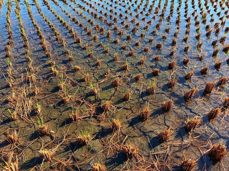 Rice Fields Flooded after Rain Stock Image - Image of landscape, spring ...