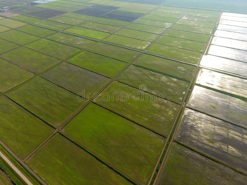 The Rice Fields are Flooded with Water. Flooded Rice Paddies. Agronomic ...