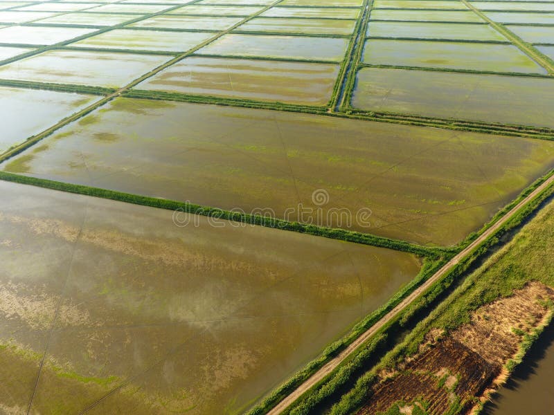 The Rice Fields are Flooded with Water. Flooded Rice Paddies. Agronomic ...