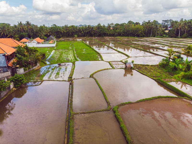 The Rice Fields Are Flooded With Water. Flooded Rice Paddies. Agronomic ...