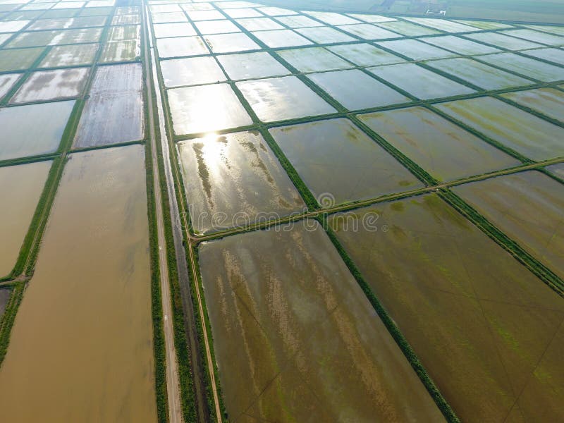 The Rice Fields are Flooded with Water. Flooded Rice Paddies. Agronomic ...