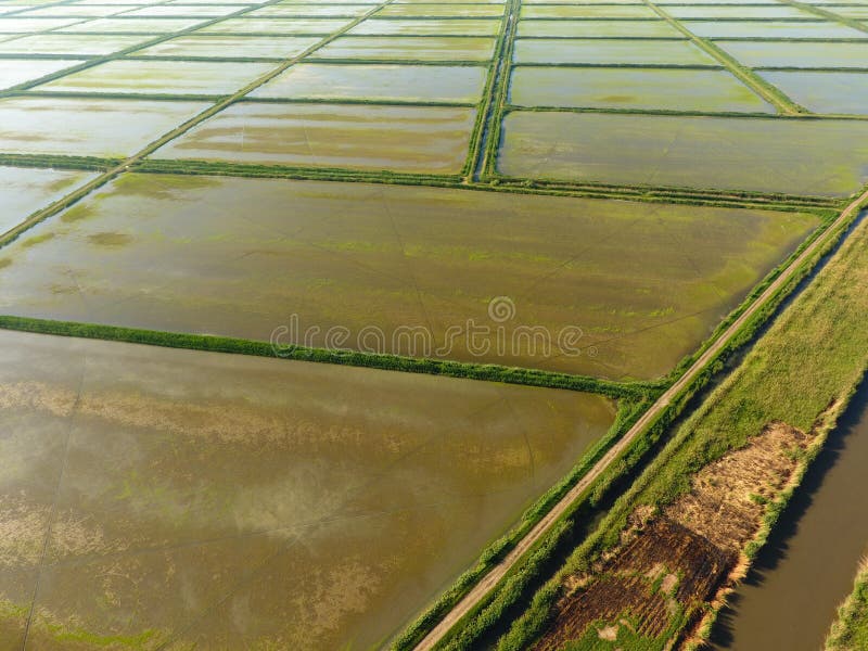 The Rice Fields are Flooded with Water. Flooded Rice Paddies. Agronomic ...